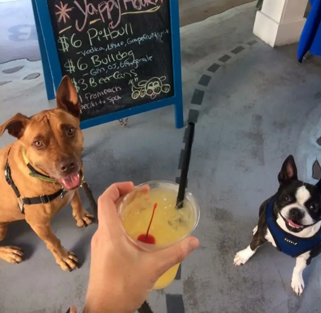 #88 - How The Florida Keys SPCA is Helping our Furry Friends Find a Ho ...