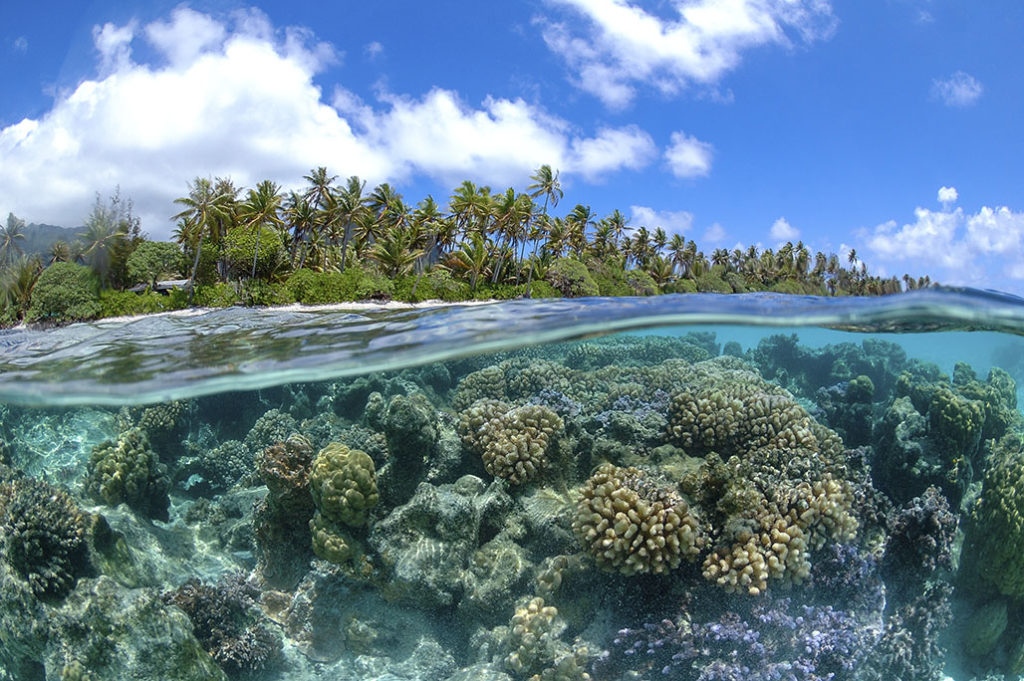 #34 - Improving & Protecting Our Coral Reef with Reef Relief ...